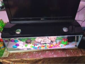 Fish Tank Under A TV? Here's What You Need To Know! - eFishkeeping