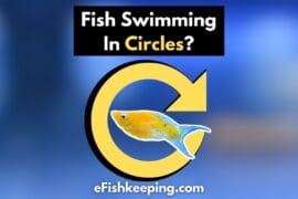 Fish Swimming In Circles? Top 5 Reasons You Must Know! - eFishkeeping