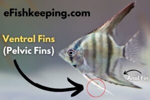 Do Angelfish Feelers Grow Back? (A Complete Guide!) - eFishkeeping