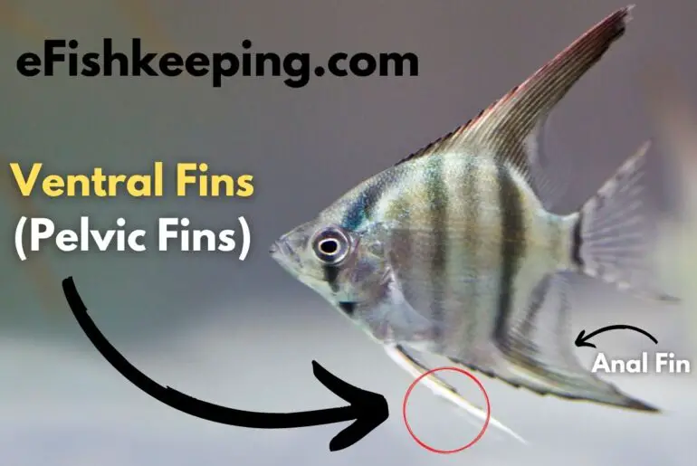 Do Angelfish Feelers Grow Back? (A Complete Guide!) - eFishkeeping
