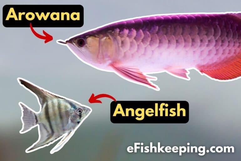 Angelfish With Arowana? (Top 3 Things You Must Know!) - eFishkeeping