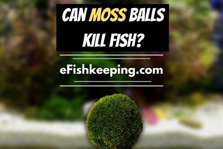 What Do Moss Balls Need? (Top 6 Things To Know!) - eFishkeeping