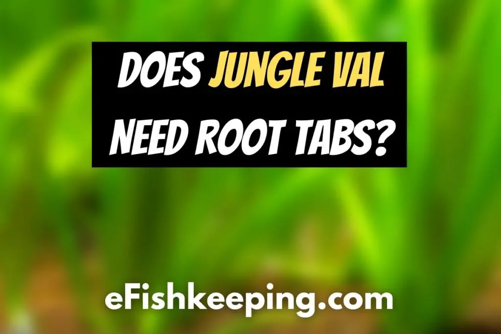 Does Jungle Val Need Root Tabs? (5 Things You Should Know!) - eFishkeeping