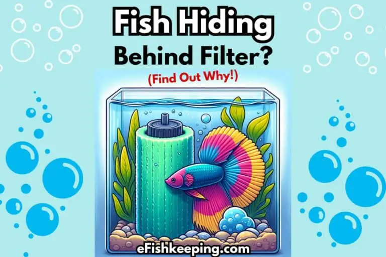 8 Common Reasons Why Fish Hide Behind Filter (& Solutions!) - eFishkeeping