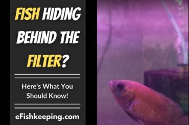 Can Fish Swim Backwards? [Top 8 Fish That Do!] - eFishkeeping
