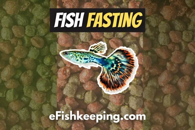 Fish Fasting 101: Everything You Need to Know! - eFishkeeping