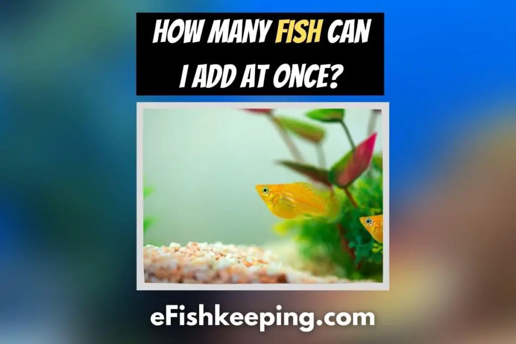 How Many Fish Can I Add at Once? (Helpful Beginner's Guide!) - eFishkeeping
