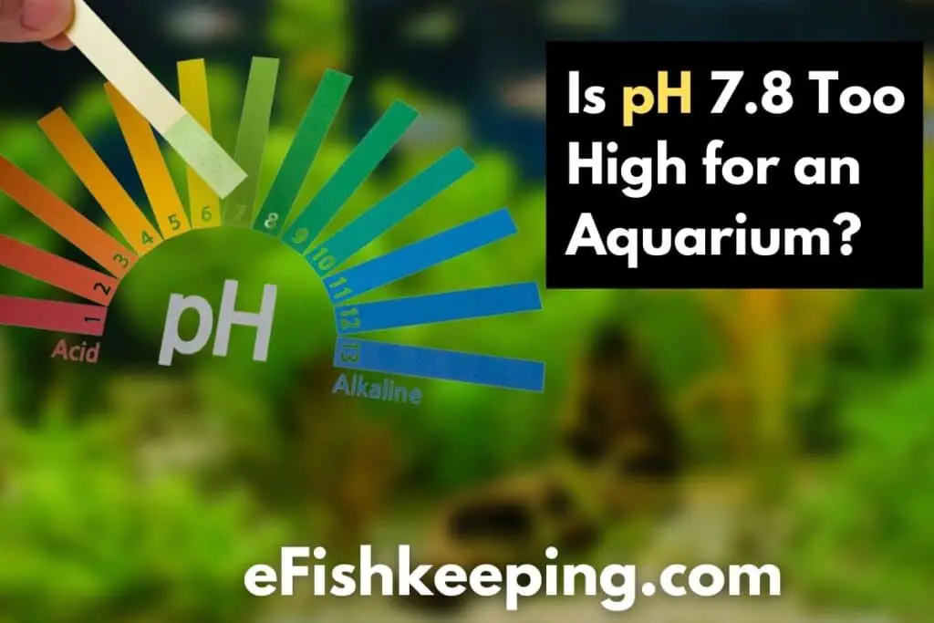 Is pH 7.8 Too High for an Aquarium? (Top 7 Things To Know!) - eFishkeeping