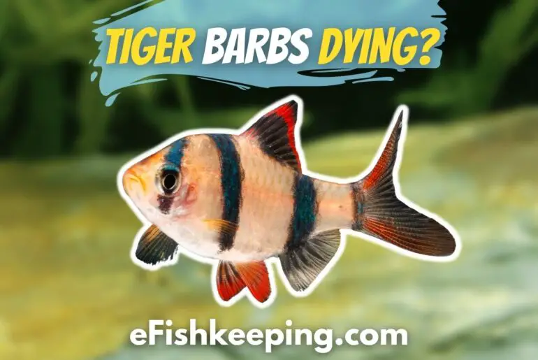 Top 5 Reasons Tiger Barbs Die And How To Keep Them Alive - eFishkeeping