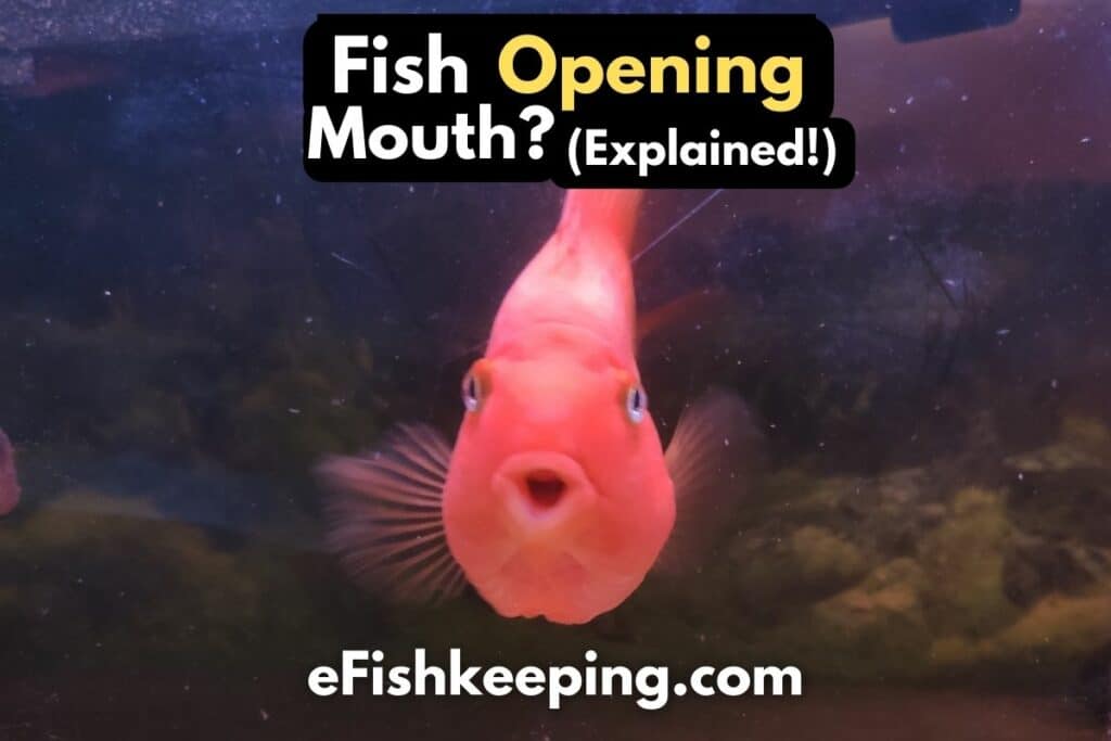 Fish Opening Mouth? (Quick Troubleshooting + Infographic!) - eFishkeeping
