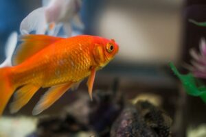 How Long Fish Lives Without Oxygen, Filter, Air Pump? - eFishkeeping