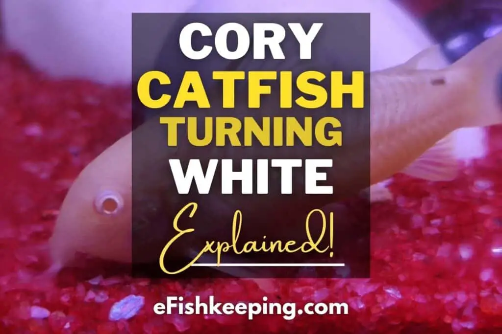 Cory Catfish Tank Size: A Complete Guide (+ Infographic) - eFishkeeping