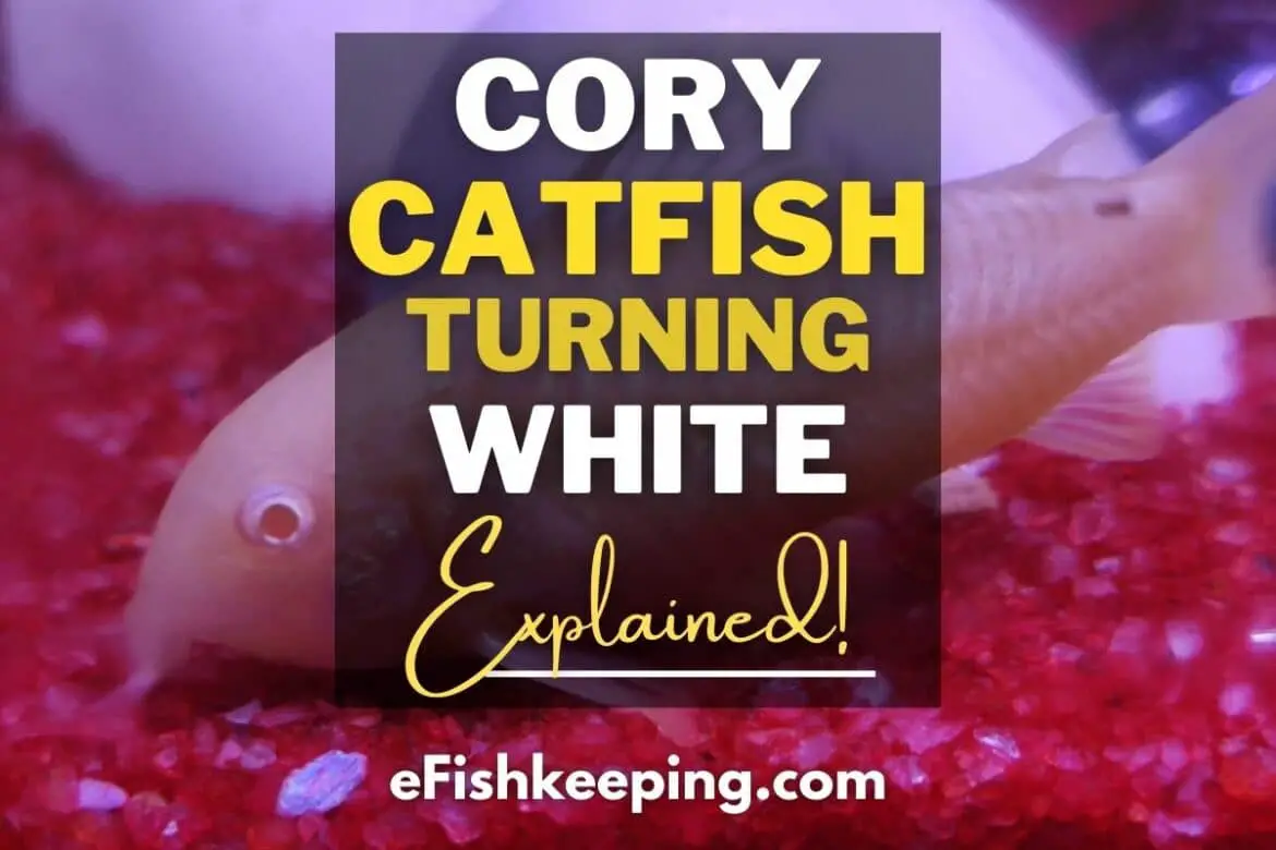 Cory Catfish Has White Fungus? [Causes And Treatment] - eFishkeeping