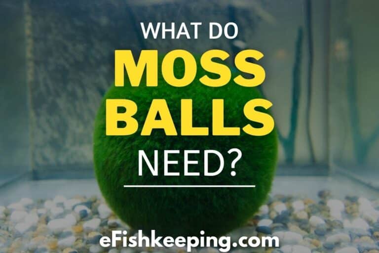 What Do Moss Balls Need? (Top 6 Things To Know!) - eFishkeeping