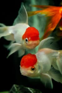 Do Goldfish Sleep? (How, Signs, & What To Do) - eFishkeeping