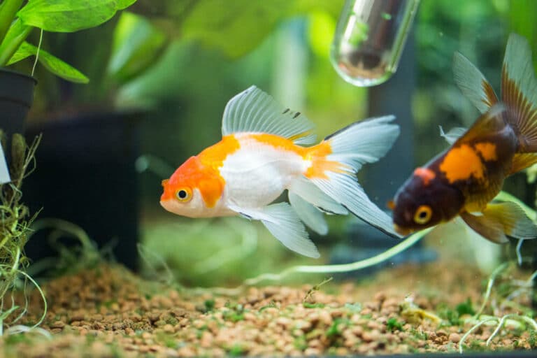 Do Goldfish Sleep? (How, Signs, & What To Do) - eFishkeeping