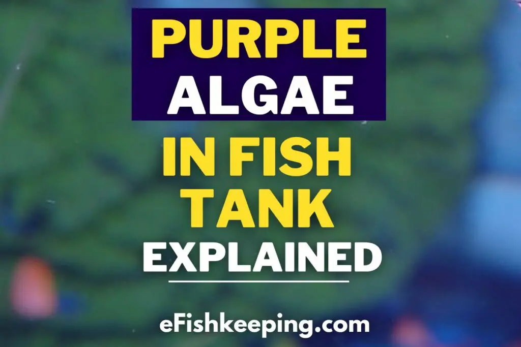 Purple Algae In Fish Tank: Overview | Causes | Solution - eFishkeeping