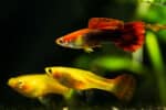 Guppy Fish Care: A Complete Beginner's Guide - eFishkeeping