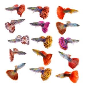 Guppy Fish Care: A Complete Beginner's Guide - eFishkeeping