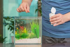 Guppy Fish Care: A Complete Beginner's Guide - eFishkeeping