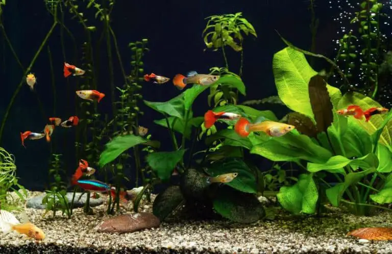 Guppy Fish Care: A Complete Beginner's Guide - eFishkeeping