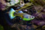 Guppy Fish Care: A Complete Beginner's Guide - eFishkeeping
