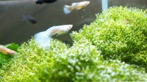 Guppy Fish Care: A Complete Beginner's Guide - eFishkeeping
