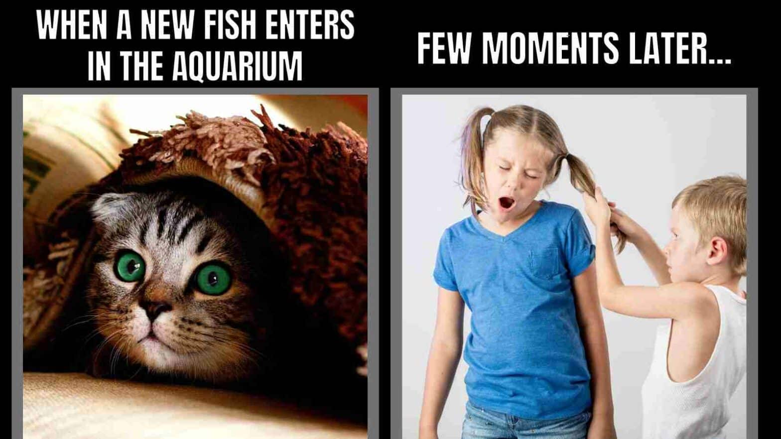 Top 11 Funny Fish And Aquarium Memes - eFishkeeping