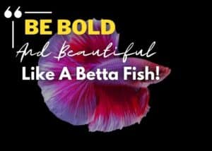 Top 25 Betta Fish Quotes And Caption - eFishkeeping
