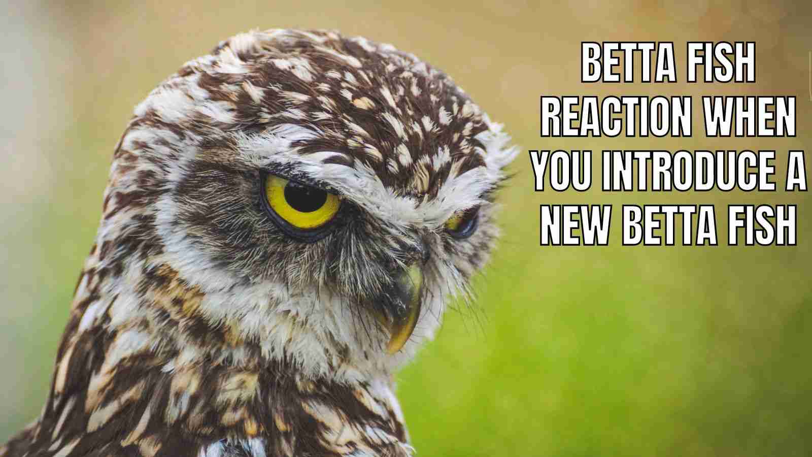 Top 11 Funny Fish And Aquarium Memes - eFishkeeping