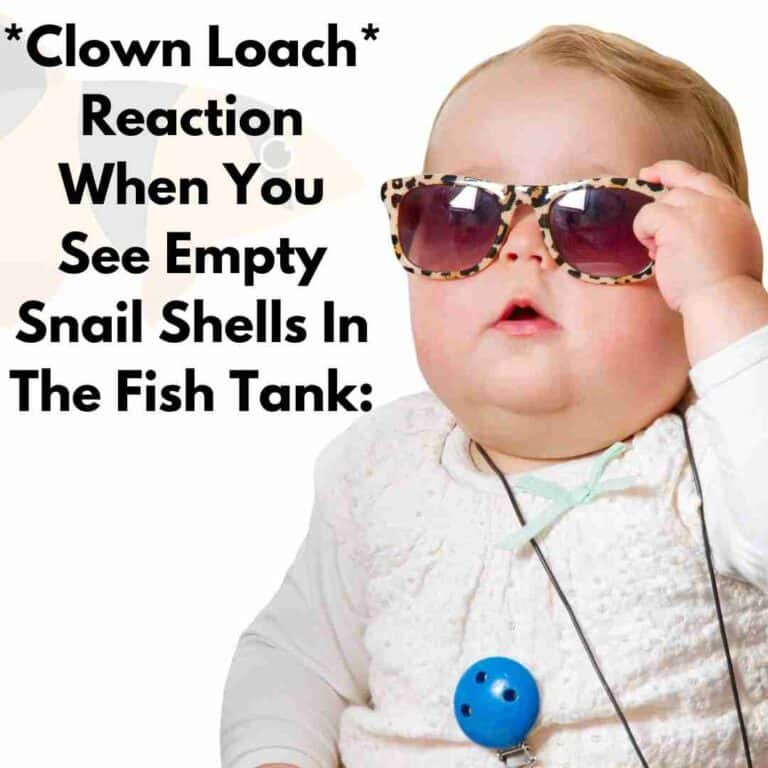 Top 11 Funny Fish And Aquarium Memes - eFishkeeping