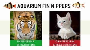 Top 11 Funny Fish And Aquarium Memes - eFishkeeping