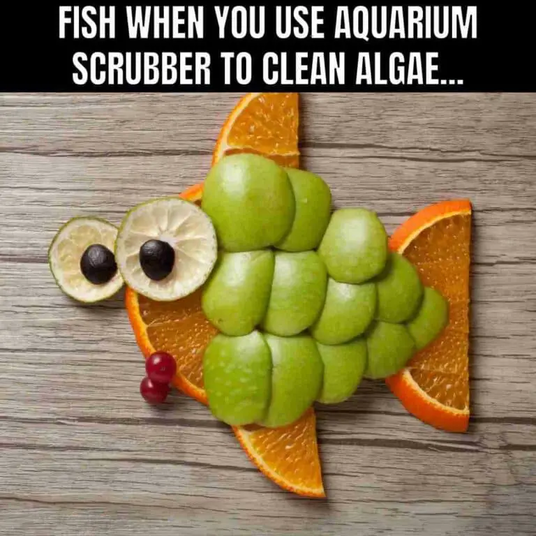 Top 11 Funny Fish And Aquarium Memes - eFishkeeping