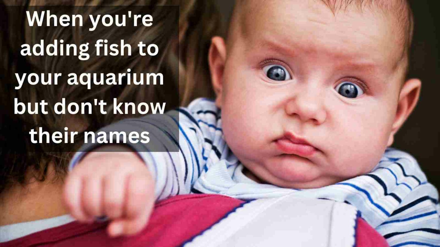 Top 11 Funny Fish And Aquarium Memes - eFishkeeping
