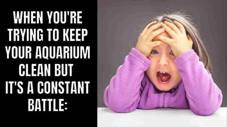 Top 11 Funny Fish And Aquarium Memes - eFishkeeping