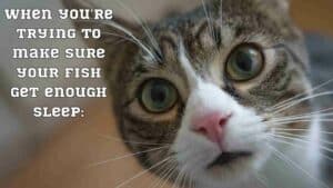 Top 11 Funny Fish And Aquarium Memes - eFishkeeping