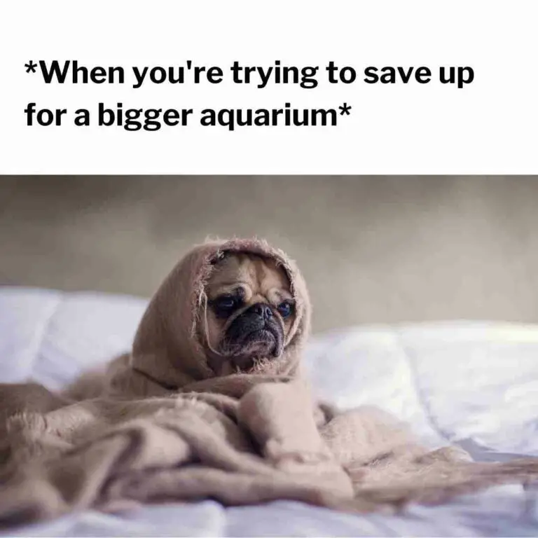 Top 11 Funny Fish And Aquarium Memes - eFishkeeping