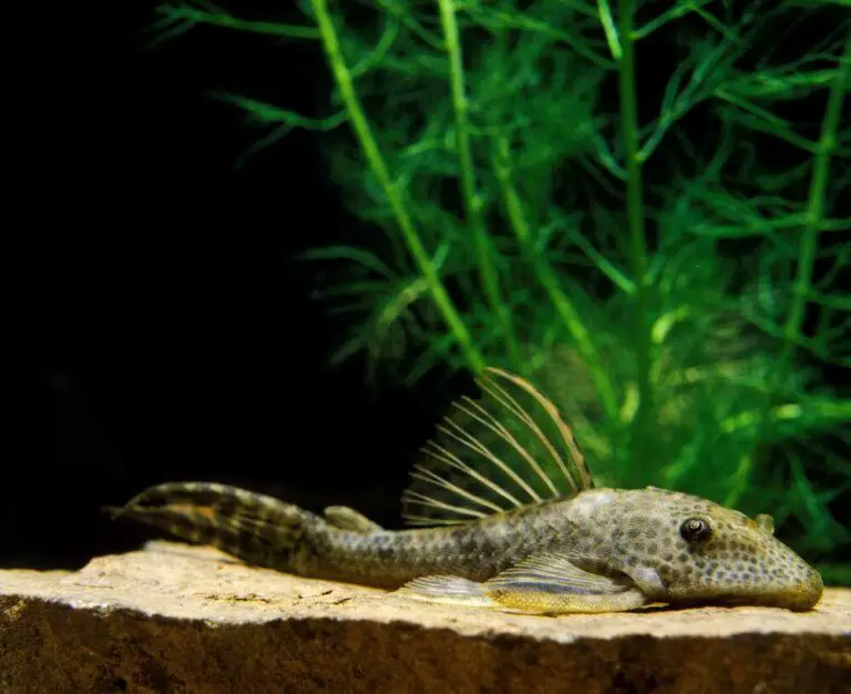 Do Plecos Sleep? Do They Play Dead? [Explained] - eFishkeeping
