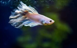 Fish Fin Rot Healing? Top 5 Signs To Know + 4 Tips To Cure! - eFishkeeping