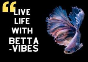 Top 25 Betta Fish Quotes And Caption - eFishkeeping