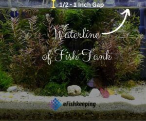 Should I Fill My Fish Tank Up All The Way? (Explained!) - eFishkeeping
