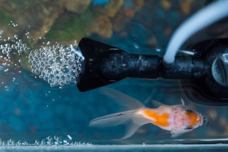 Should I Fill My Fish Tank Up All The Way? (Explained!) - eFishkeeping
