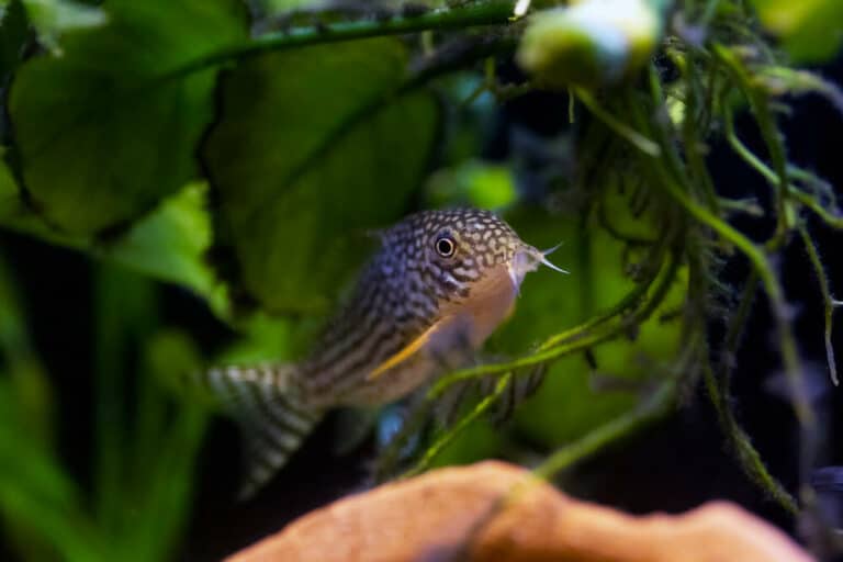 Top 7 Reasons Why Your Fish Swims Up And Down In The Tank - eFishkeeping