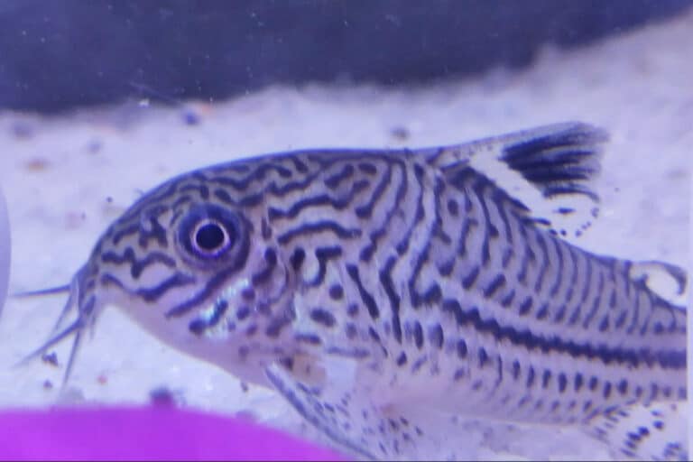 A Cory Owner Explains: Do Cory Catfish Clean The Tank? - eFishkeeping