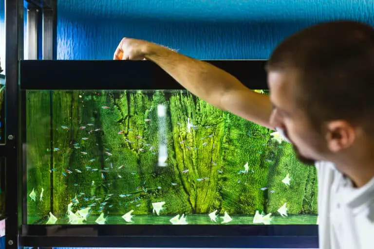 7 Reasons Why Fish Tank Cracks (+How To Fix It!) - eFishkeeping