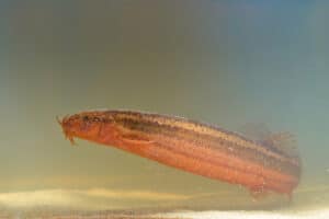 Are Dojo Loaches Aggressive? Behavior And Tank Mate Guide! - eFishkeeping