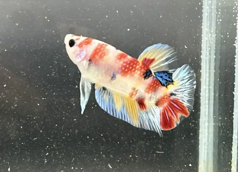 Hungry Betta Fish? 7 Most Common Signs Not To Miss - eFishkeeping