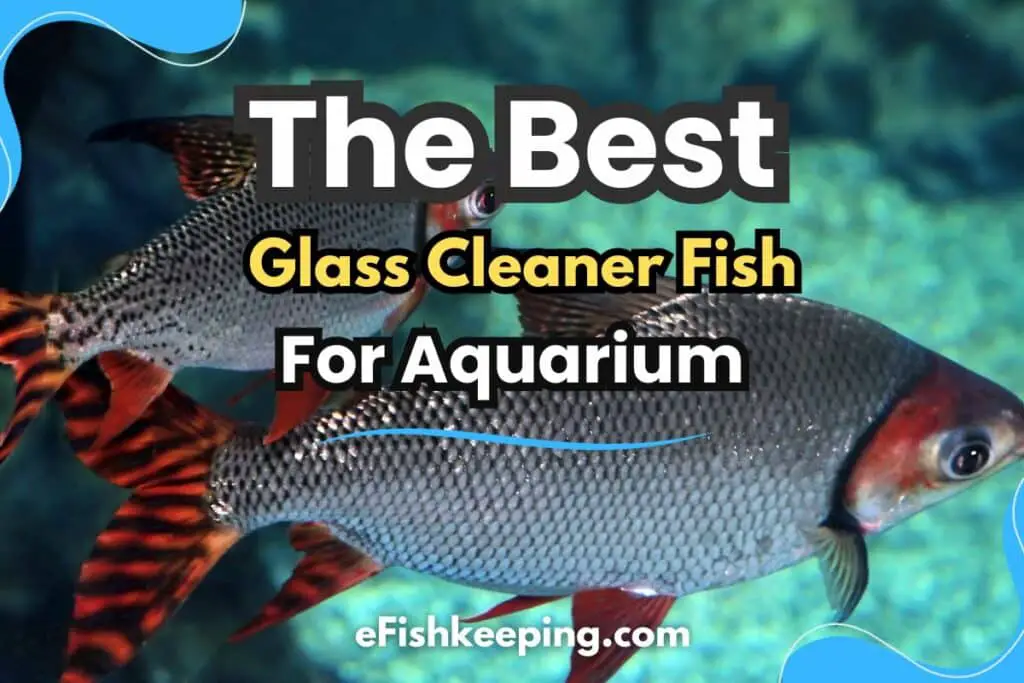 The Best Glass Cleaner Fish For Aquarium (An Aquarist Recommends ...