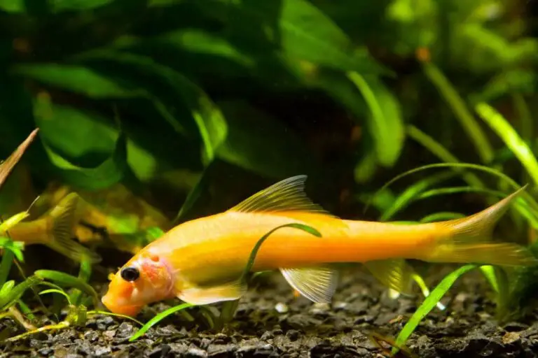The Best Glass Cleaner Fish For Aquarium (An Aquarist Recommends ...