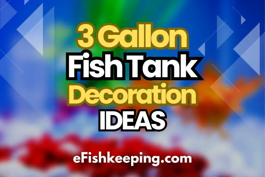 Should I Fill My Fish Tank Up All The Way? (Explained!) - eFishkeeping